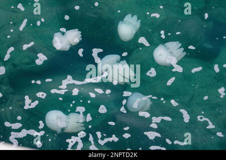 Warm weather brings out barrel jellyfish in Persian Gulf. Manama ...