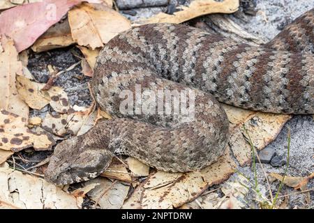 Highly Venomous Australian Common Death Adder Stock Photo - Alamy