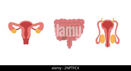 Female genital system. Anatomy of the female reproductive system.Female ...