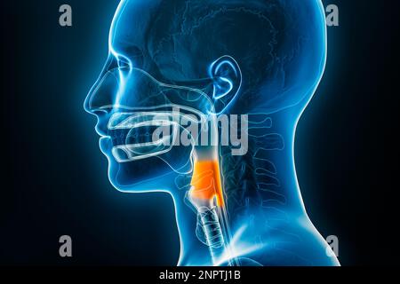 Xray lateral or profile view of the pharynx 3D rendering illustration ...