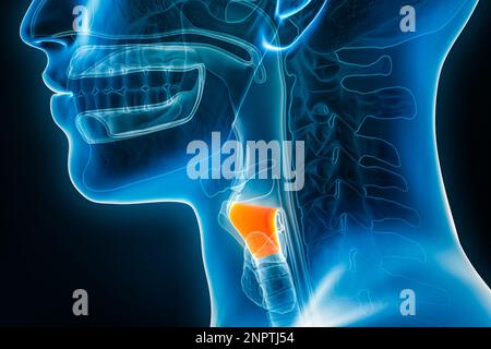 Illustration of the lateral view of the larynx Stock Photo - Alamy