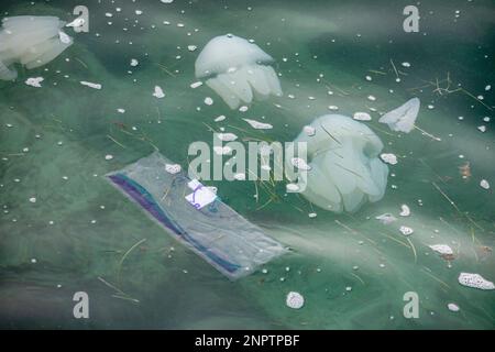 Warm weather brings out barrel jellyfish in Persian Gulf. Manama ...