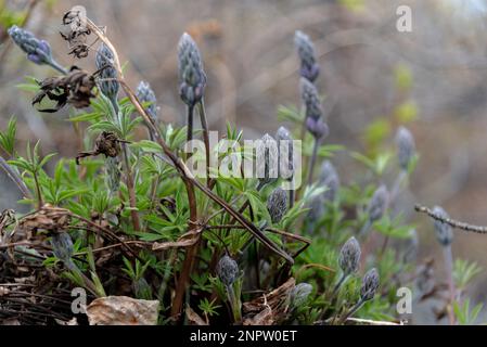 Grey, slate-colored flowers seen in spring time bloom from boreal ...