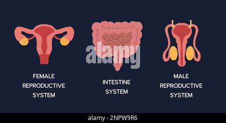 Reproductive organs. Female uterus and male penis. Linear, hand drawing ...