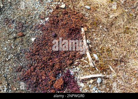 Close up of bear scat, poo, feces of a black bear, grizzly seen in ...