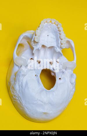 A white model of the human brain lies in a plate on a red background ...