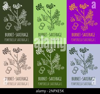 Drawings of BURNET SAXIFRAGE. Hand drawn illustration. Latin name ...