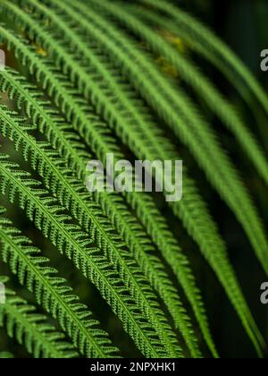 A closeup shot of dark green fern leaves in the garden Stock Photo - Alamy