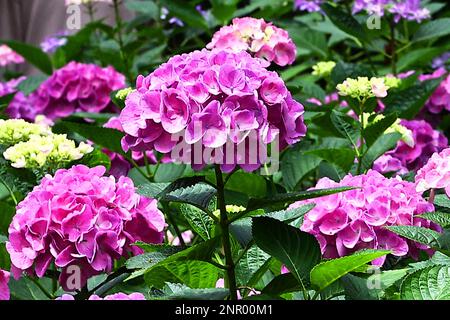 Lots of hydrangeas are in full bloom in Fukuoka, western Japan, on June ...