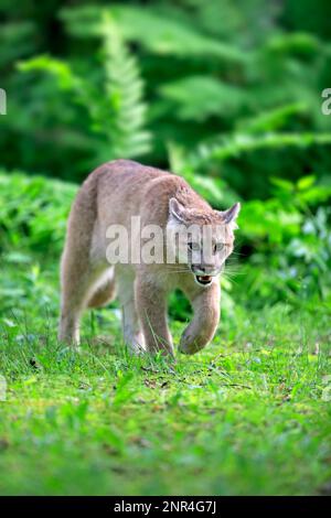Cougar, silver lion, mountain lion, adult, Pine County, Minnesota ...
