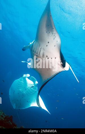 Manta ray, devil ray, winged ray, reef manta ray (Manta alfredi) swims ...