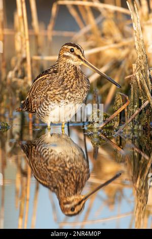 Snipe (Gallinago gallinago) feeding in lake margins Stock Photo - Alamy