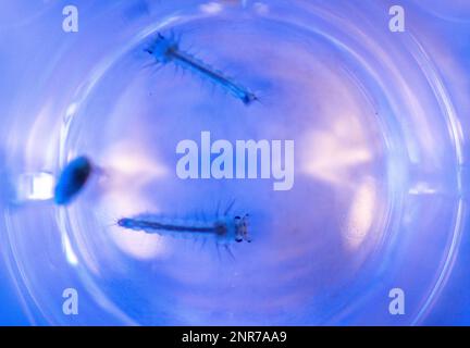 MOSQUITO BREEDING IN LABORATORY Stock Photo - Alamy