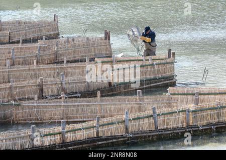 A photo shows Leucopsarion petersii (ice goby) fishing at Murimi River ...