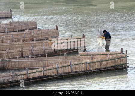 A photo shows Leucopsarion petersii (ice goby) fishing at Murimi River ...