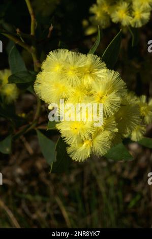 Springtime in Australia is Wattle time - glorious golden flowers ...