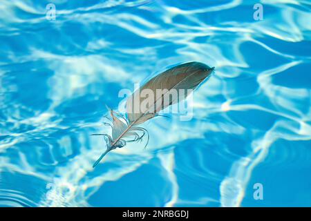 A grey feather floats shallowly on deep blue, sun-dappled water Stock ...