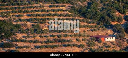 Olive orchards at countryside of Greek island Crete Stock Photo - Alamy