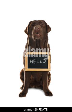 Adorable dog with Hello sign on white background Stock Photo - Alamy