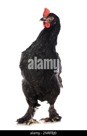 Marans hen isolated standing on white background Stock Photo - Alamy