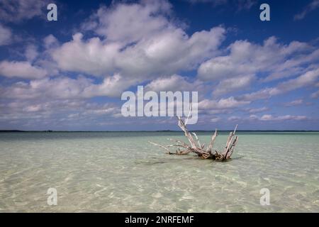 The iconic Lone Tree in Harbour Island, Bahamas Stock Photo - Alamy