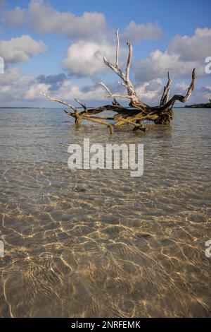 The iconic Lone Tree in Harbour Island, Bahamas Stock Photo - Alamy