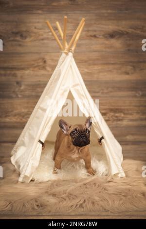 Cute french baby bulldog being washed with a hose outdoors Stock Photo ...