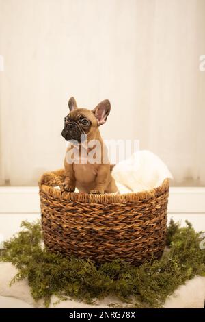 Cute french baby bulldog being washed with a hose outdoors Stock Photo ...