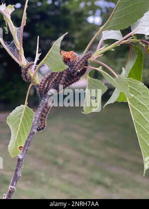 The caterpillar is the larva of lepidopterans, that is to say insects ...