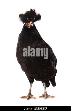 Red crested chicken on a white background Stock Photo - Alamy
