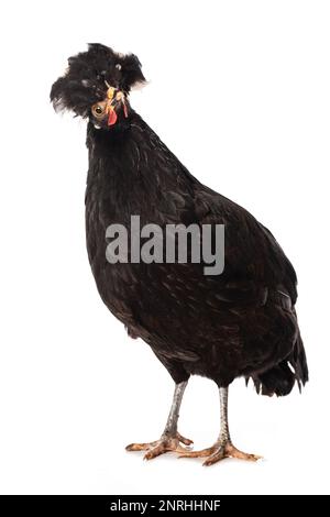 Red crested chicken on a white background Stock Photo - Alamy