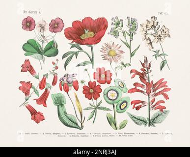Flower Ilustration. Vintage Botanical Floral Chart Stock Photo - Alamy