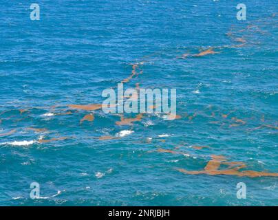 Illustration and view of the Sargasso Sea, pelagic algae that live in ...