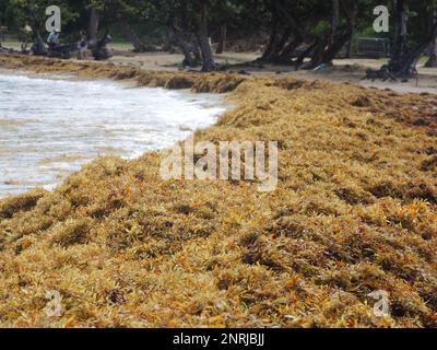 Illustration and view of the Sargasso Sea, pelagic algae that live in ...