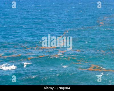 Illustration and view of the Sargasso Sea, pelagic algae that live in ...