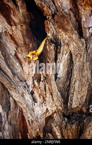 Cape cobra in tree trunk with nice bark in Kgalagadi transfrontier park ...