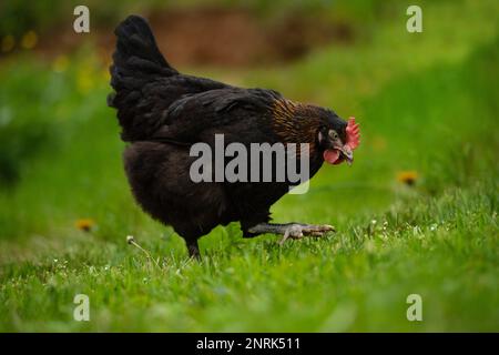 Marans hen in nature background Stock Photo - Alamy