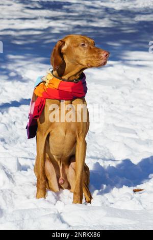 Beautiful vizsla dog wearing blue winter coat enjoying snowy day ...