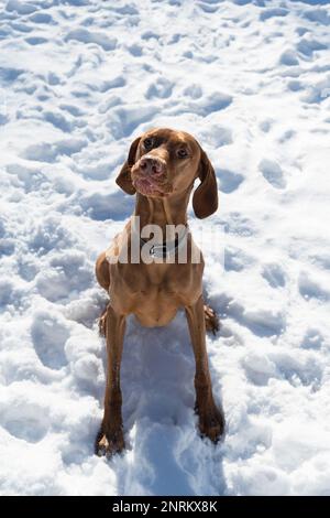 Dog Christmas Background. Vizsla wearing red Santa hat full length ...