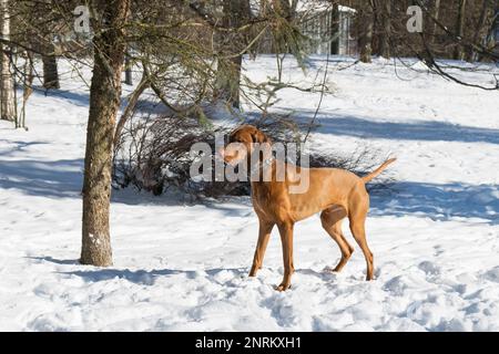 Handsome Hungarian Short Wire haired Pointing pointer Dog Vizsla ...