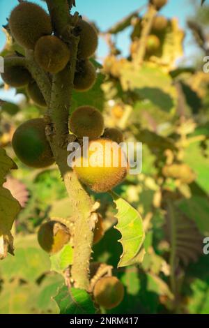 Naranjilla tropical fruit on the tree - Solanum quitoense Stock Photo ...