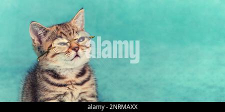Banner cute little funny striped Scottish fold grey Kitten cat sitting ...