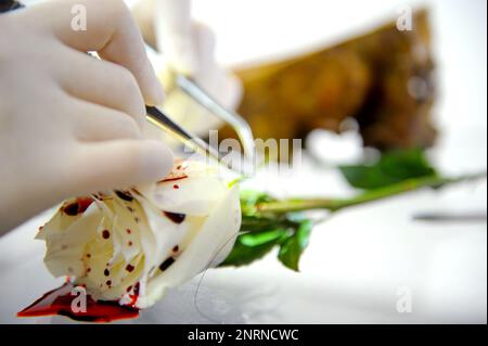 dissect white rose scarlet blood flows from rose drops of blood on ...