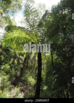 lacy tree fern, scaly tree fern, or Cooper's tree fern, Sphaeropteris ...