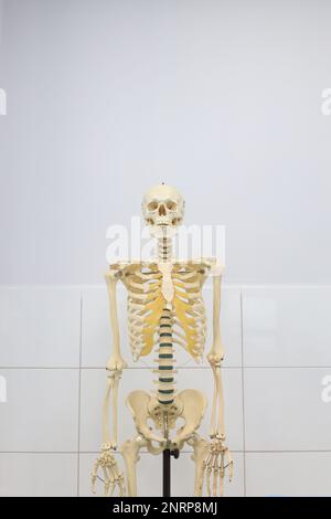 Thyroid surgery workshop on cadaver Stock Photo - Alamy