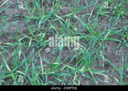 Young barley plants with symptoms of fungal disease, infection on ...