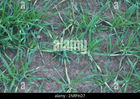 Young barley plants with symptoms of fungal disease, infection on ...