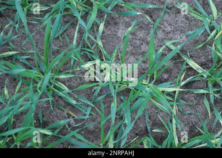 Young barley plants with symptoms of fungal disease, infection on ...