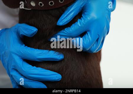 Veterinarian examining dog's skin for ticks in clinic, closeup Stock ...