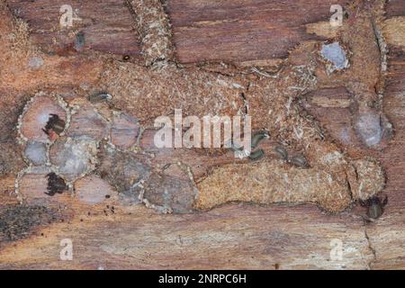 Small invertebrates living under the bark of dead pine trees, including ...